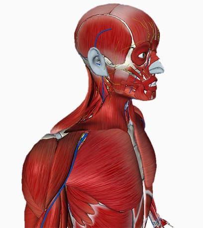 The Ultimate Human Anatomy | Anatomus | The Ultimate Human Anatomy