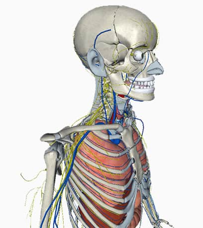 The Ultimate Human Anatomy | Anatomus | The Ultimate Human Anatomy