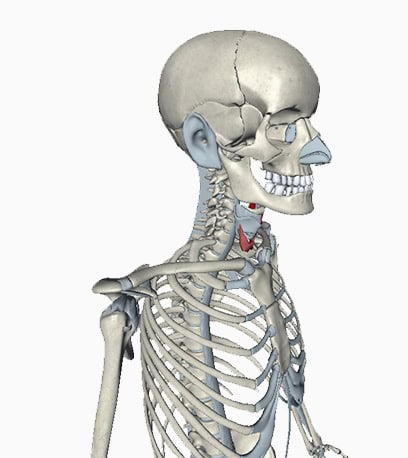 The Ultimate Human Anatomy | Anatomus | The Ultimate Human Anatomy