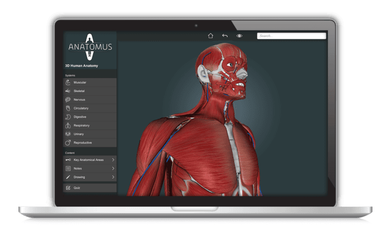 Anatomus | The Ultimate Human Online Anatomy