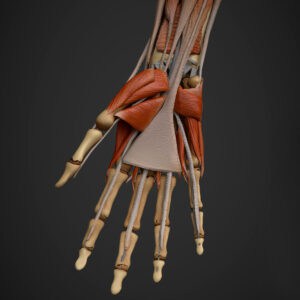 Anatomus, The Ultimate Human Online Anatomy